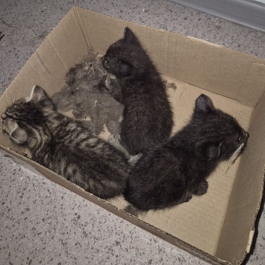 Котята в добрые руки