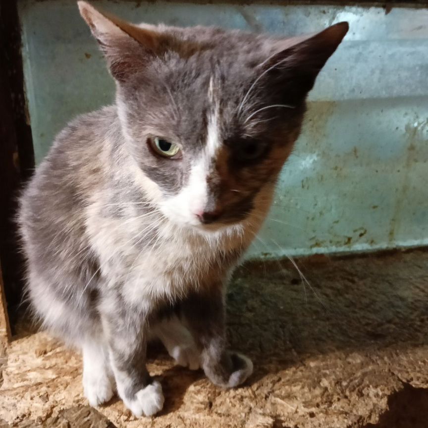 Взрослая, кошка в добрые руки