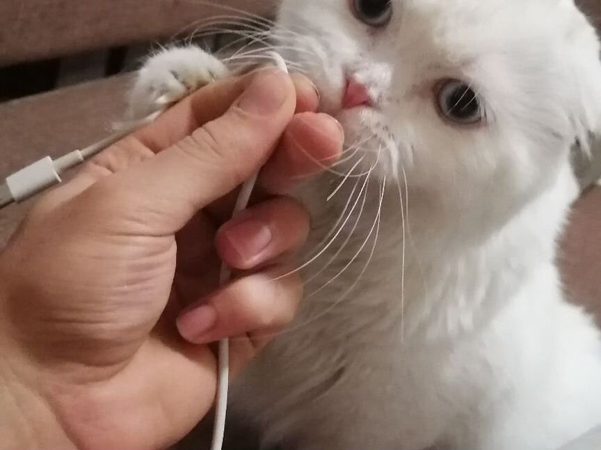 Британские вислоухие котята