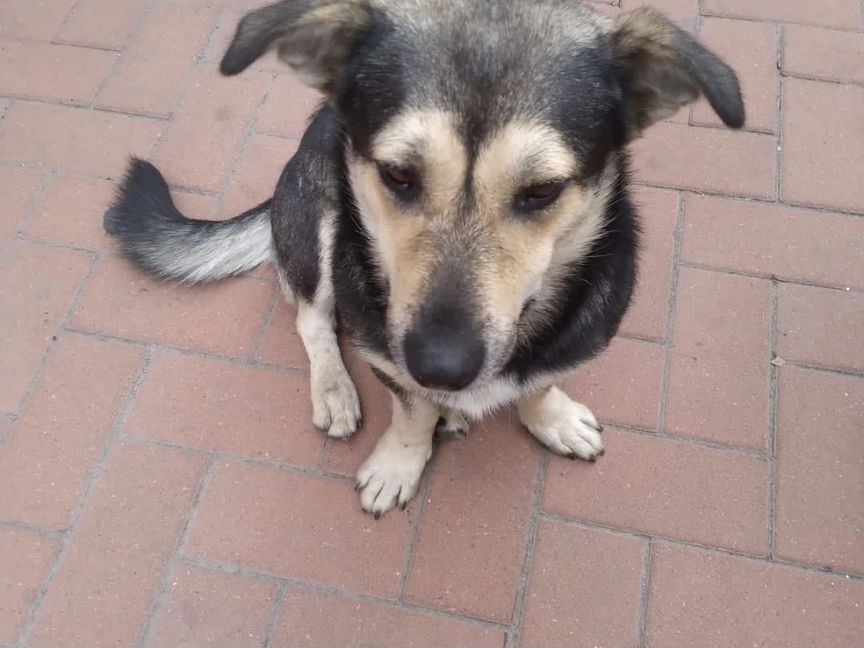 Маленький пёсик в добрые руки во двор