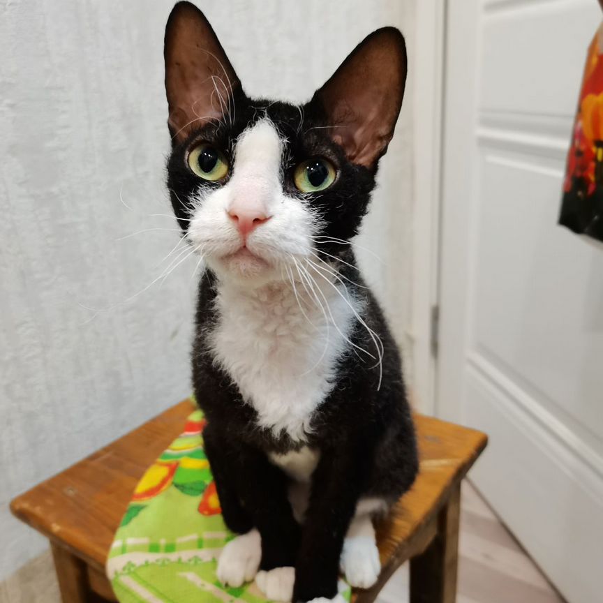 Девон-рекс кошка