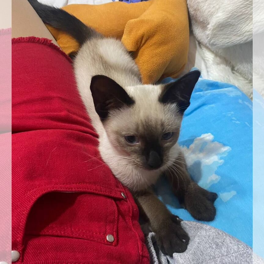 Тайские сиамские котята
