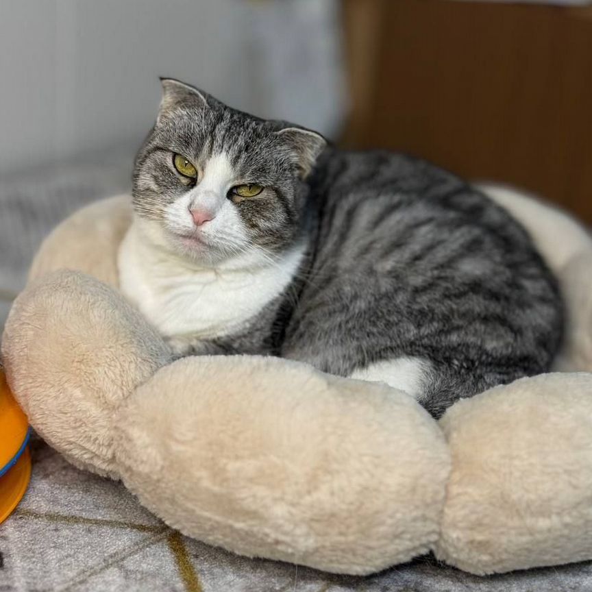 Шотландская вислоухая короткошёрстная, взрослая кошка