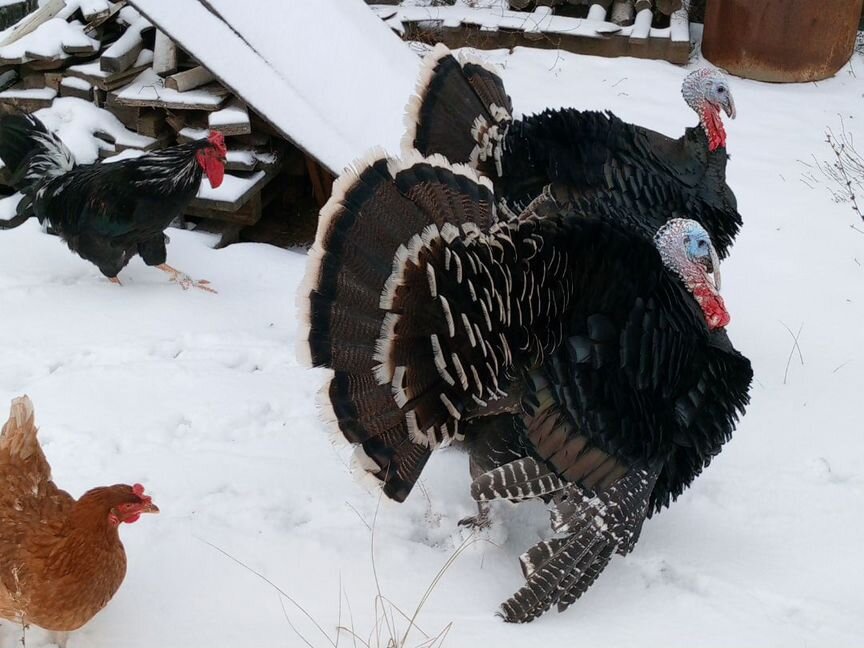 Семья индюков