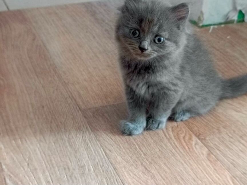 Котята мартовские