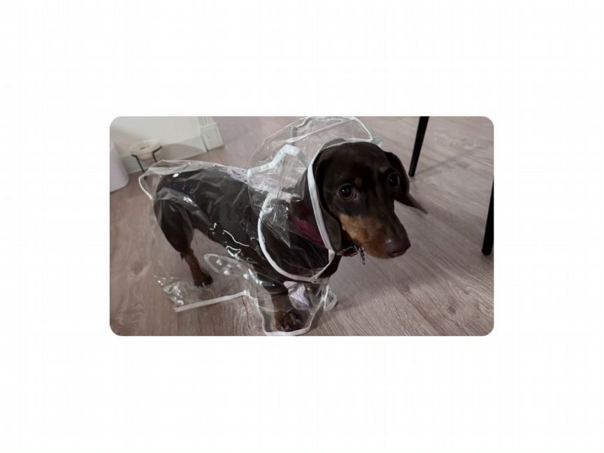 Дождевик для собак