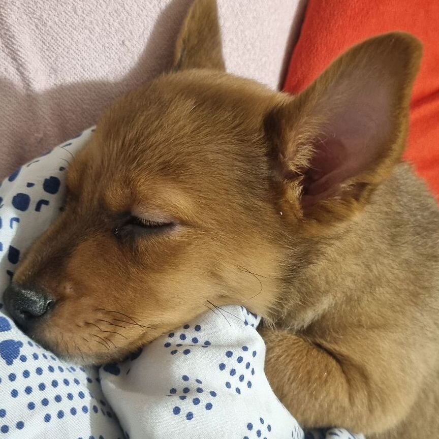 Щенок от частного владельца