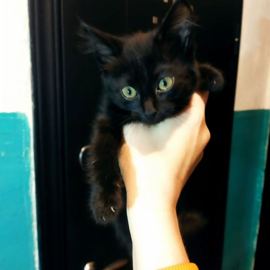 Чёрные котята ищут своего хозяина