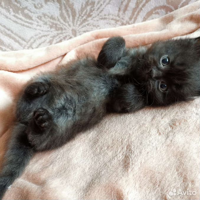 Котенок шотландца девочка