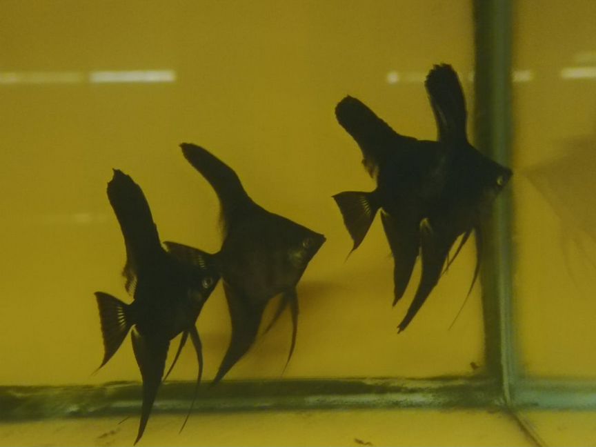 Скалярия черная 3-5см рыбки