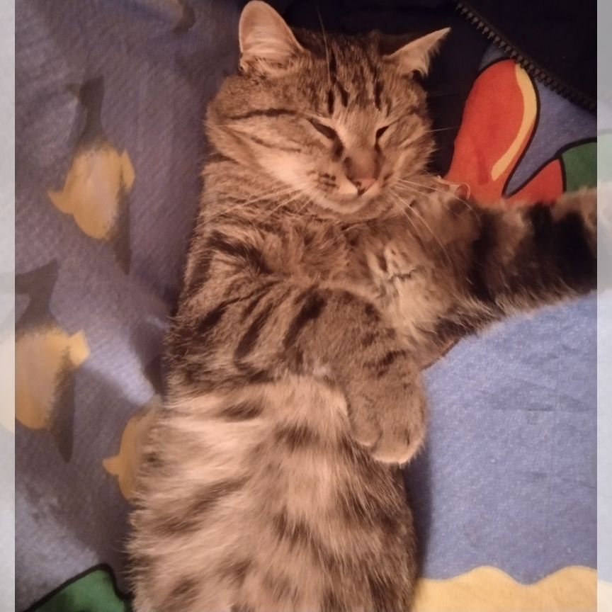 Котенок