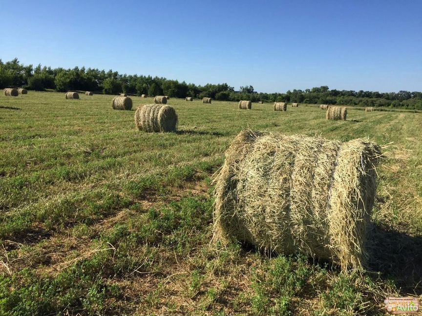 Сено люцерны в рулонах