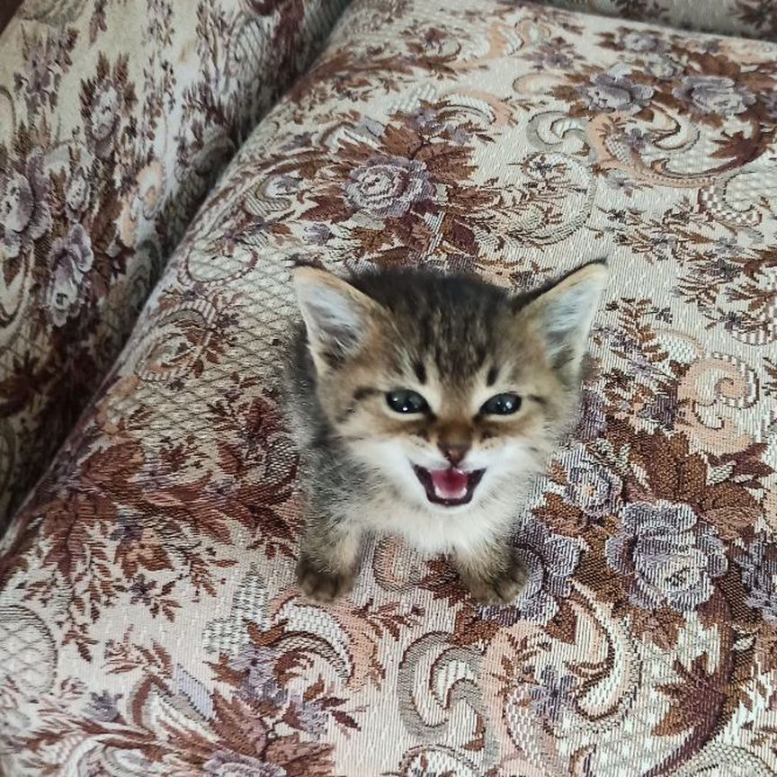 Котята