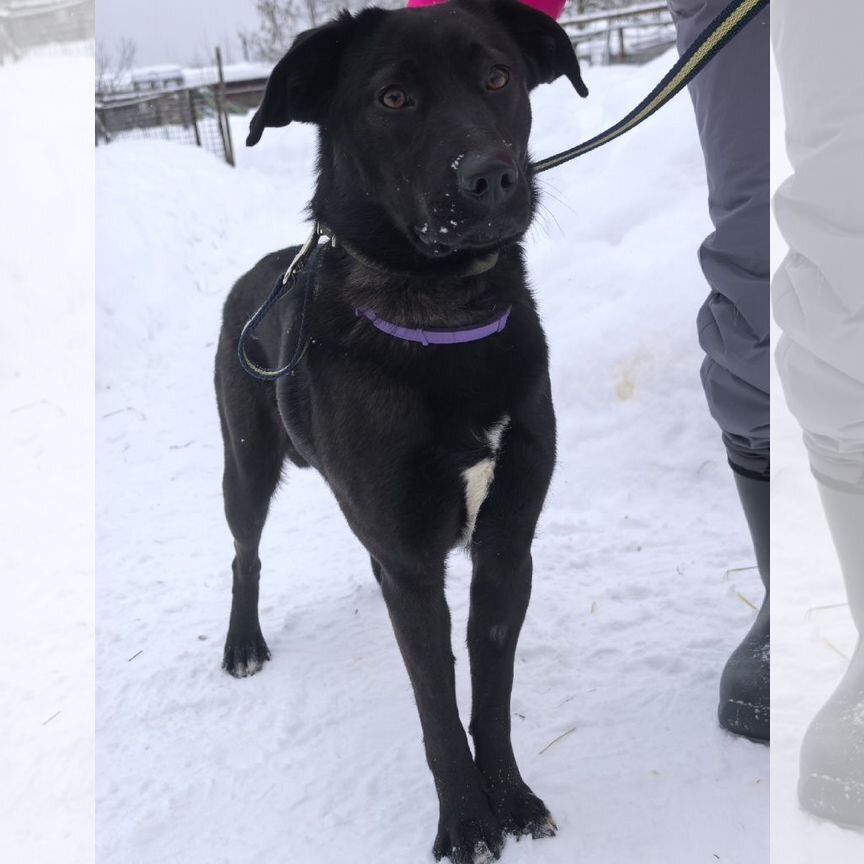 Взрослая собака в добрые руки