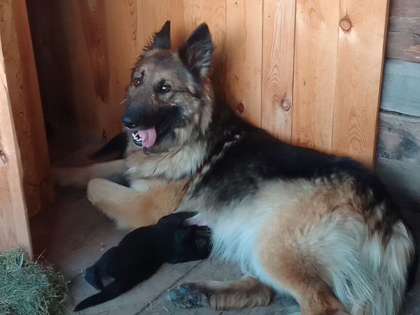 Шенки немецкой овчарки