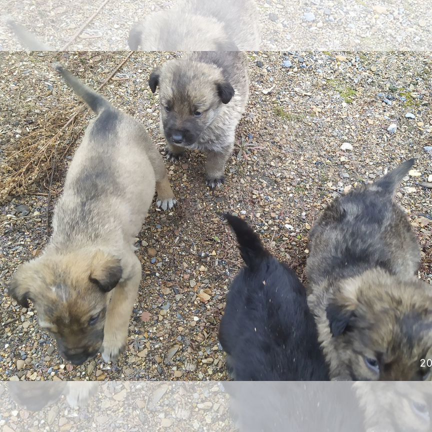 Отдам в хорошие руки маленьких щеночков - дворняжк