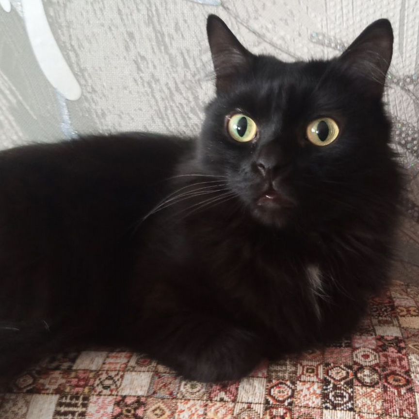 Взрослый кот в добрые руки