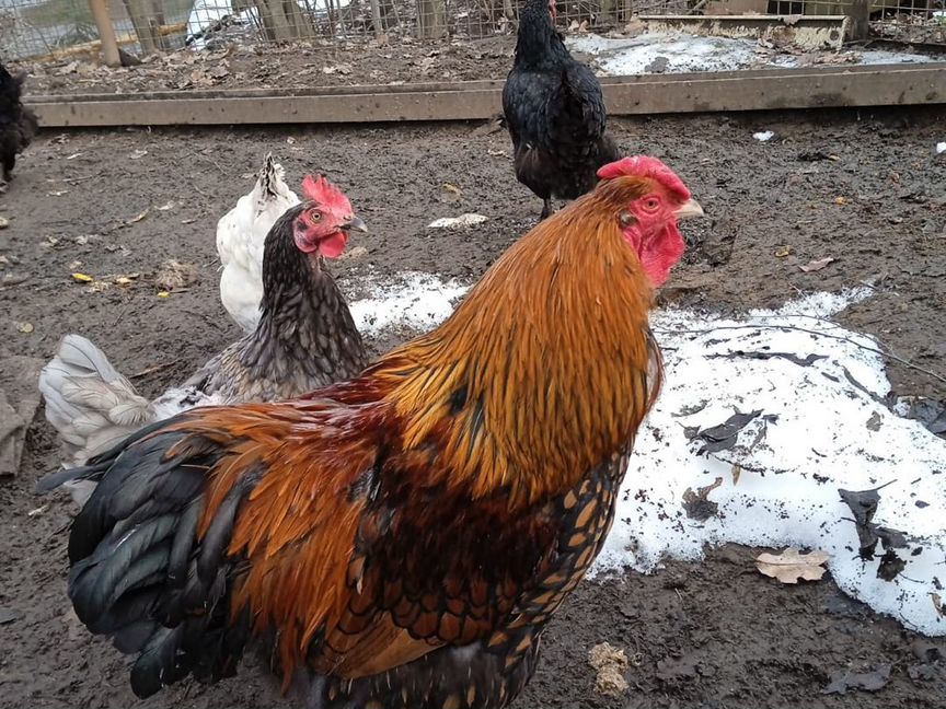 Петух виандот