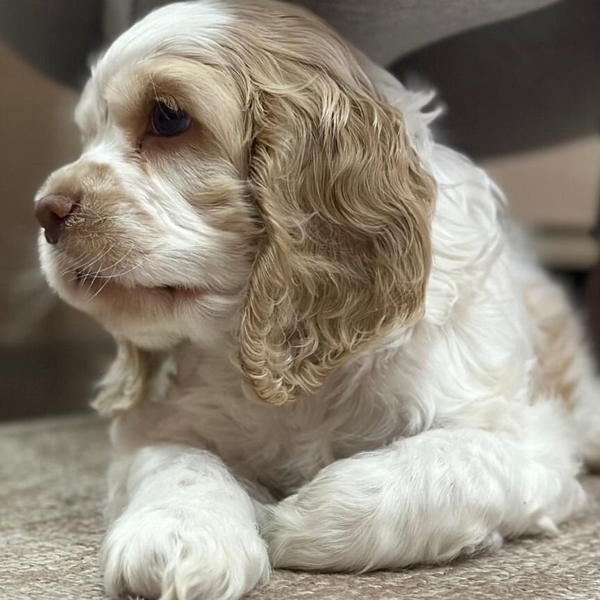 Американский кокер-спаниель, щенок