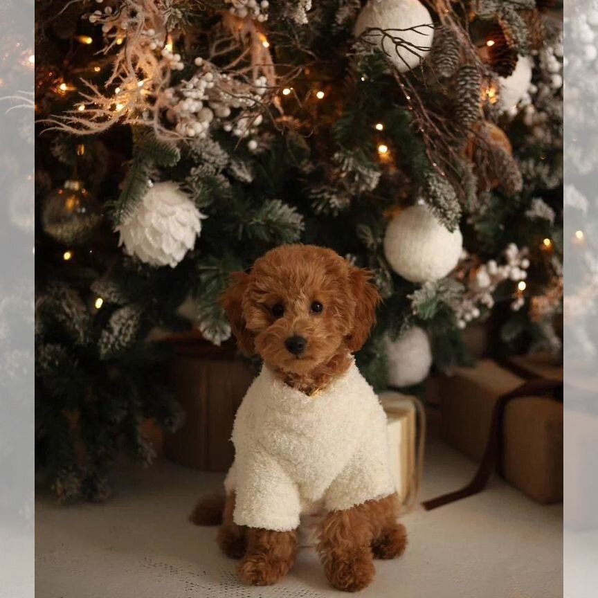 Той-пудель, щенок