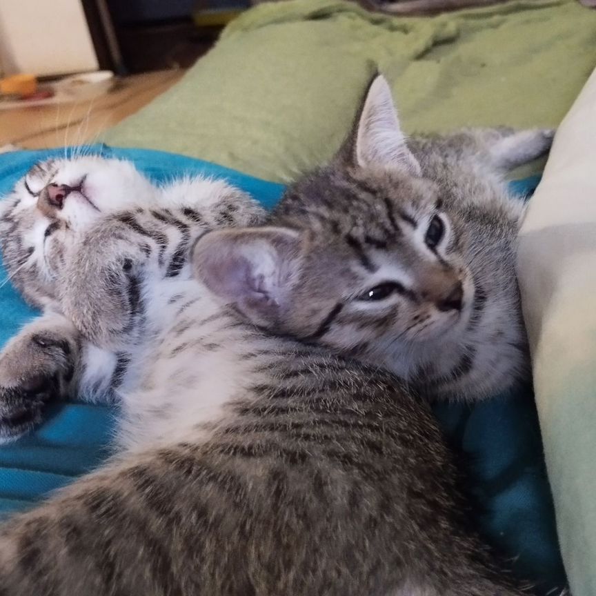 Котёнок в добрые руки