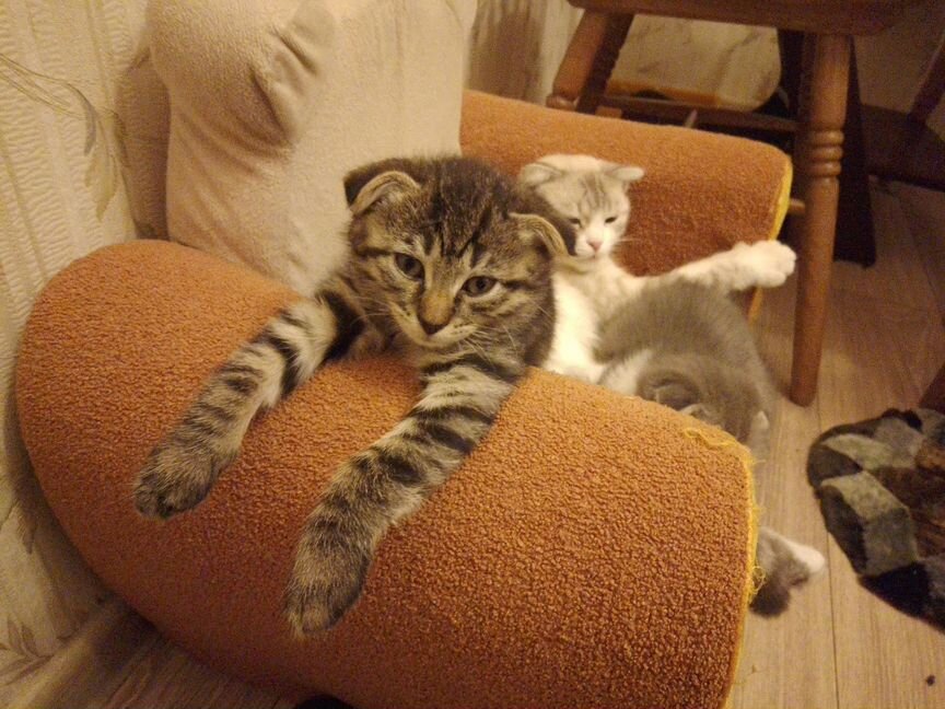 Вислоухие котята в добрые руки