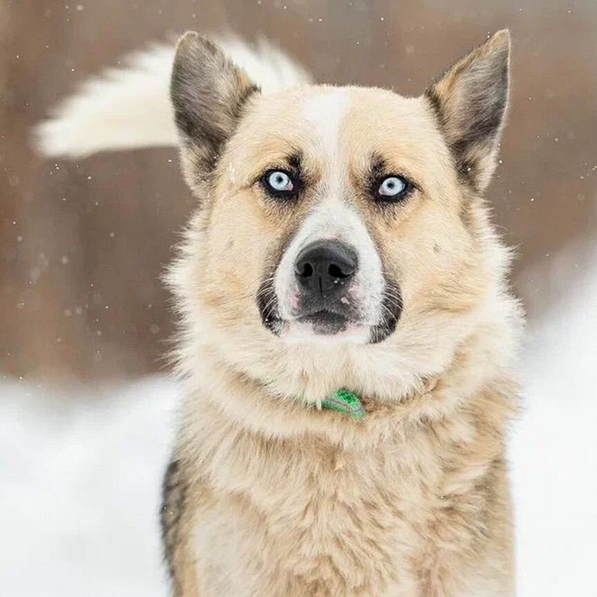 Алмаз в поиске дома
