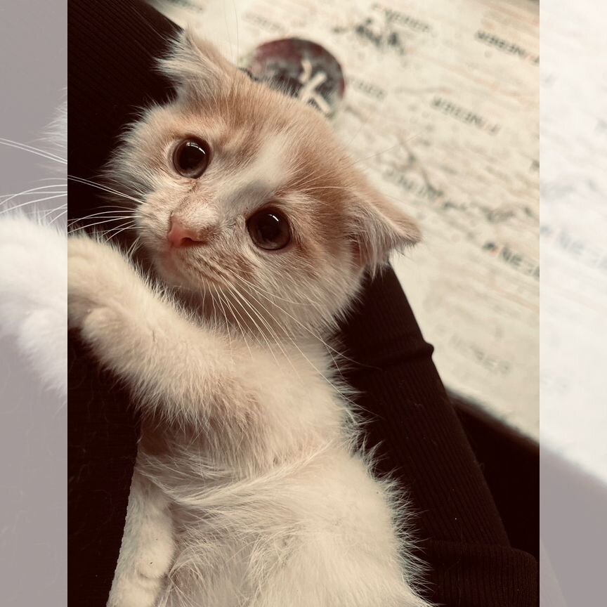 Британские котята