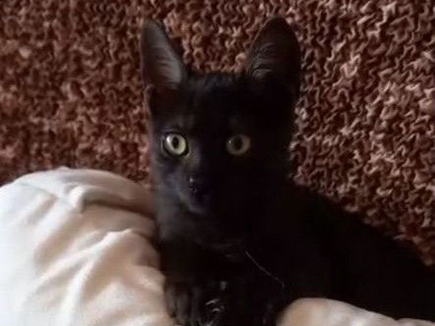 Девчулька в добрые руки