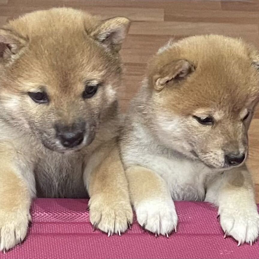 Сиба Ину щенки