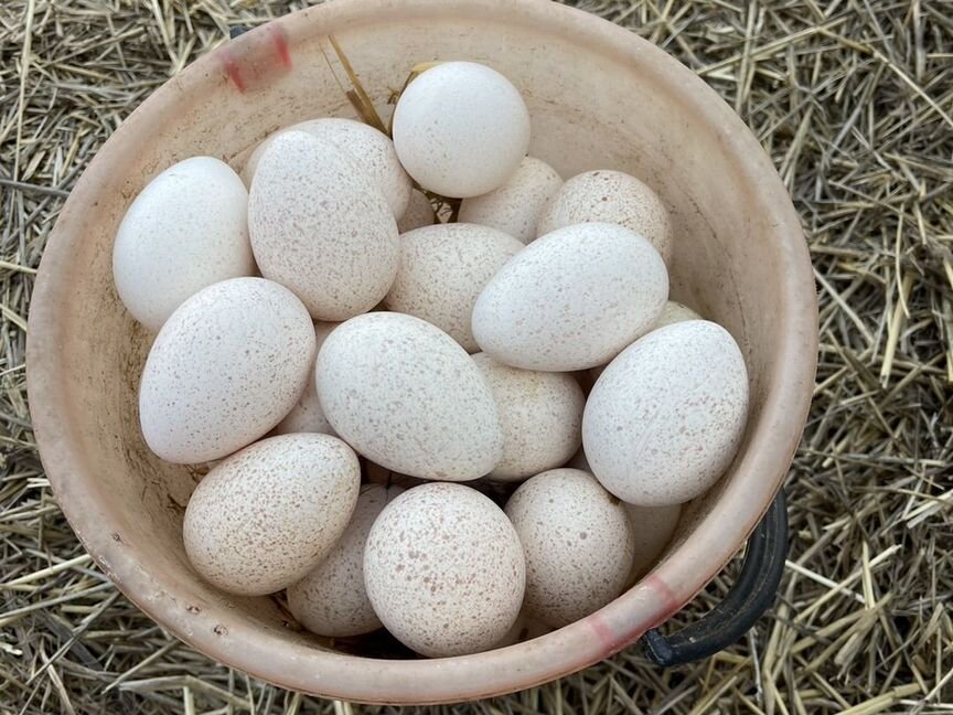 Инкубационные яйца