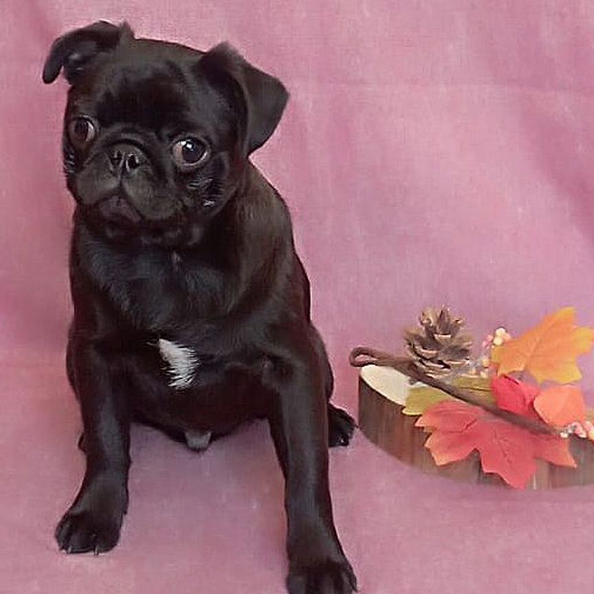 Мопс, щенок