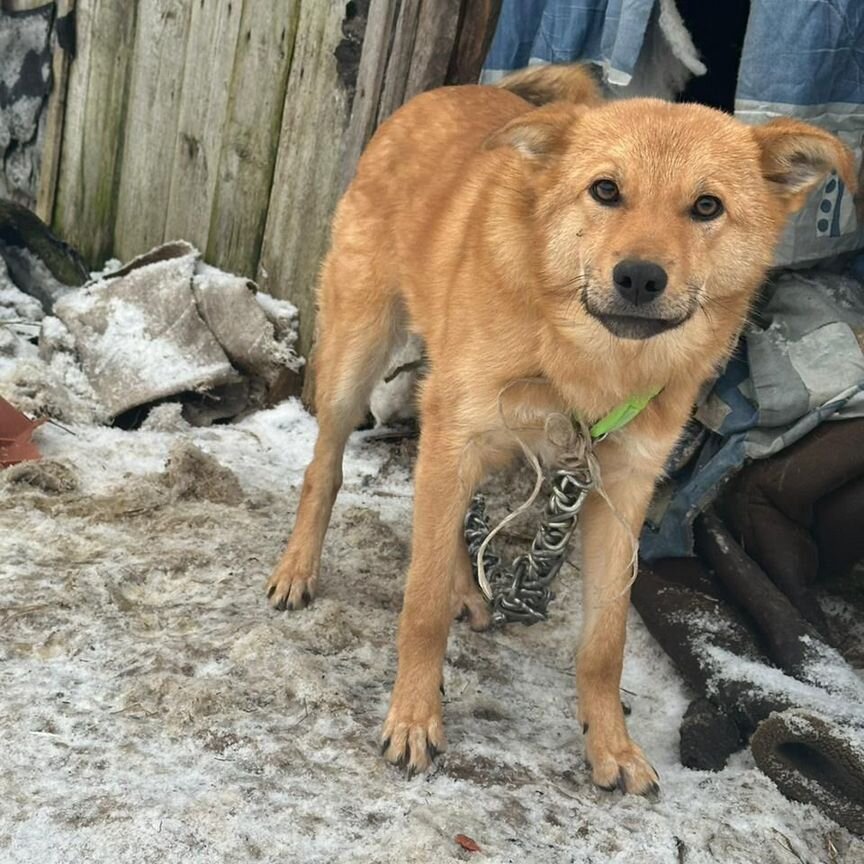 Собака в добрые руки отдам бесплатно