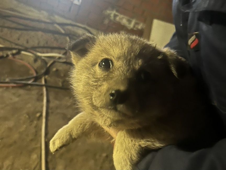 Отдадим щенят в хорошие руки, 2 мальчика 2 девочки