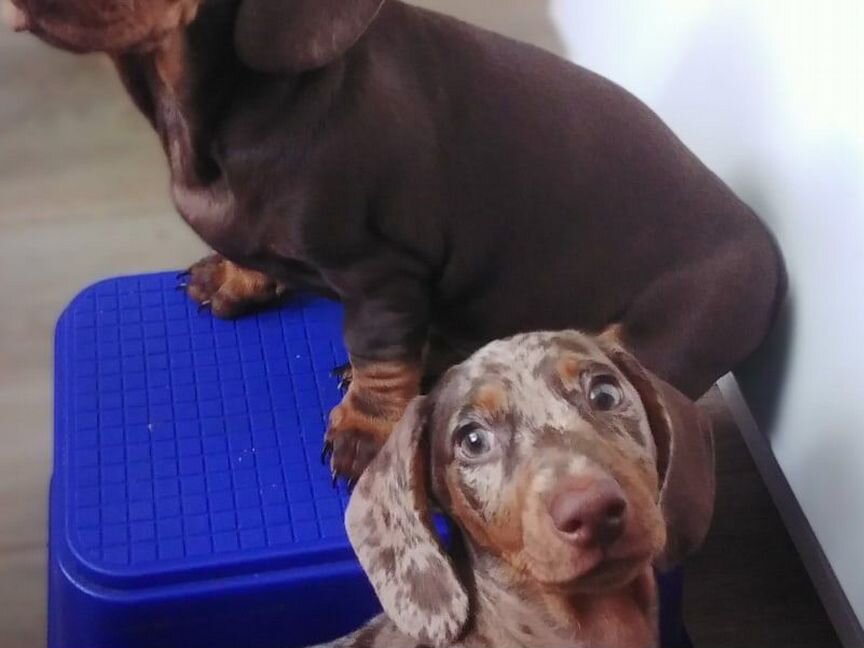 Щенки таксы