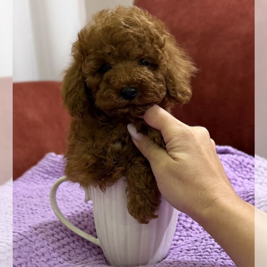 Той-пудель, щенок