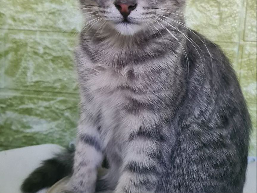 Шатланская кошка