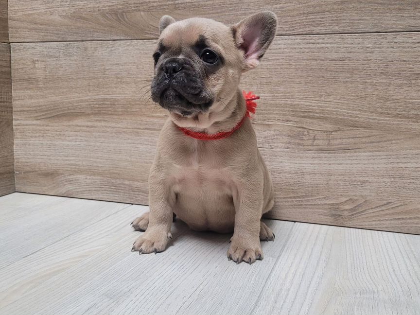 Девчата и парень голубопалевые