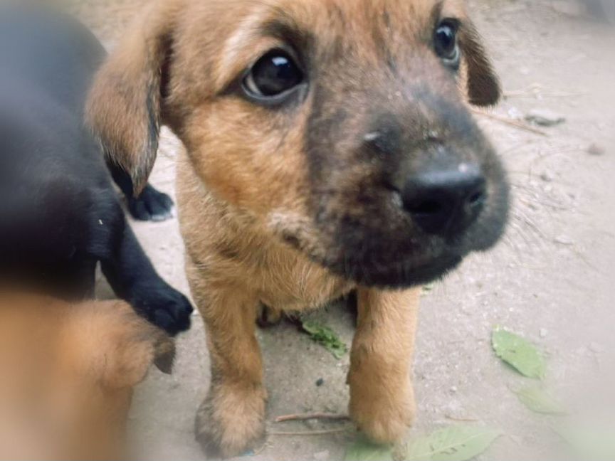 Бутуз Дик ищет дом