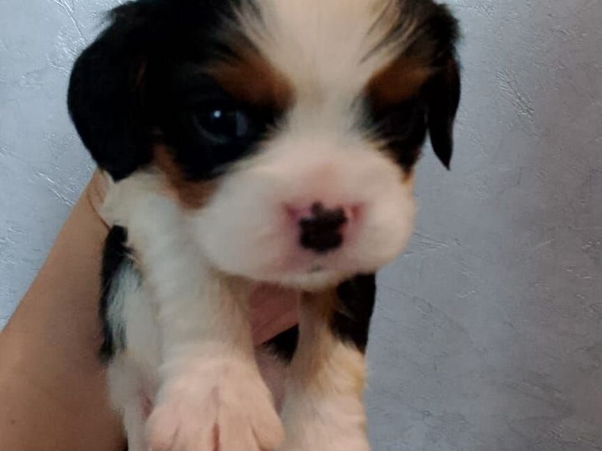 Щенки кавалер кинг чарльз спаниель