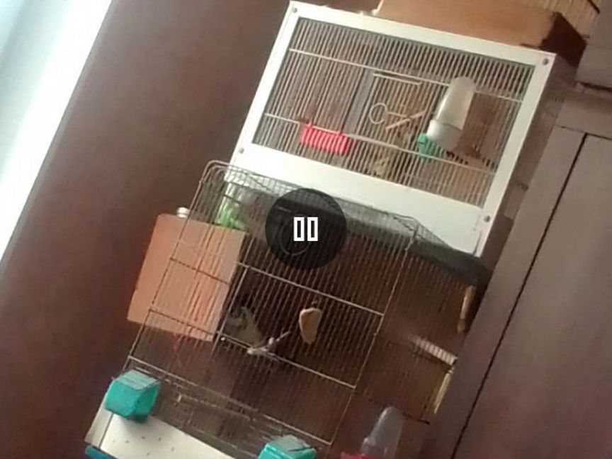 Продам попугая карелла и канарейку