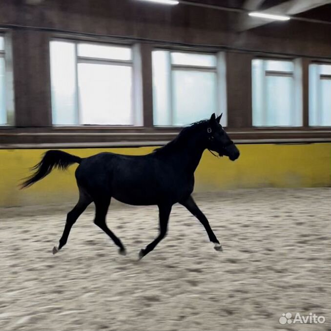 Тракененский жеребец 2021 г.р