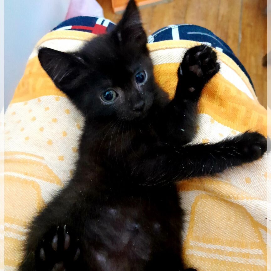 Котёнок в добрые руки