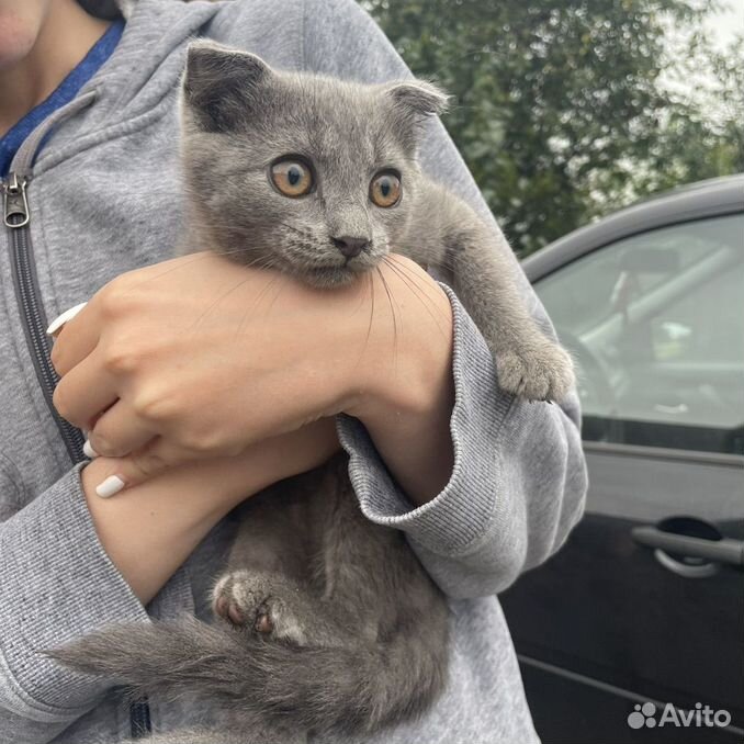 Воронеж-Лиски отдадим кошечку в добрые руки