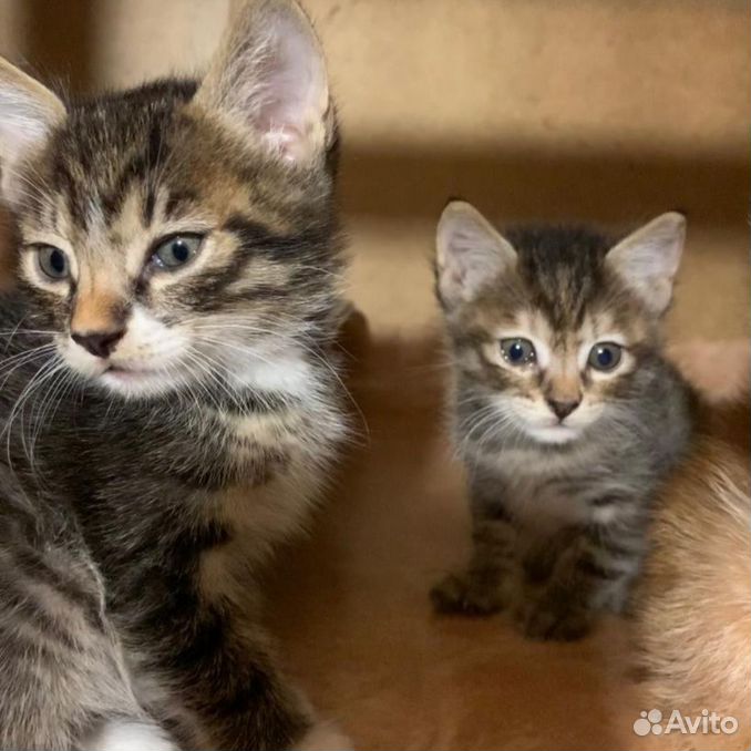 Котята короткохвостики