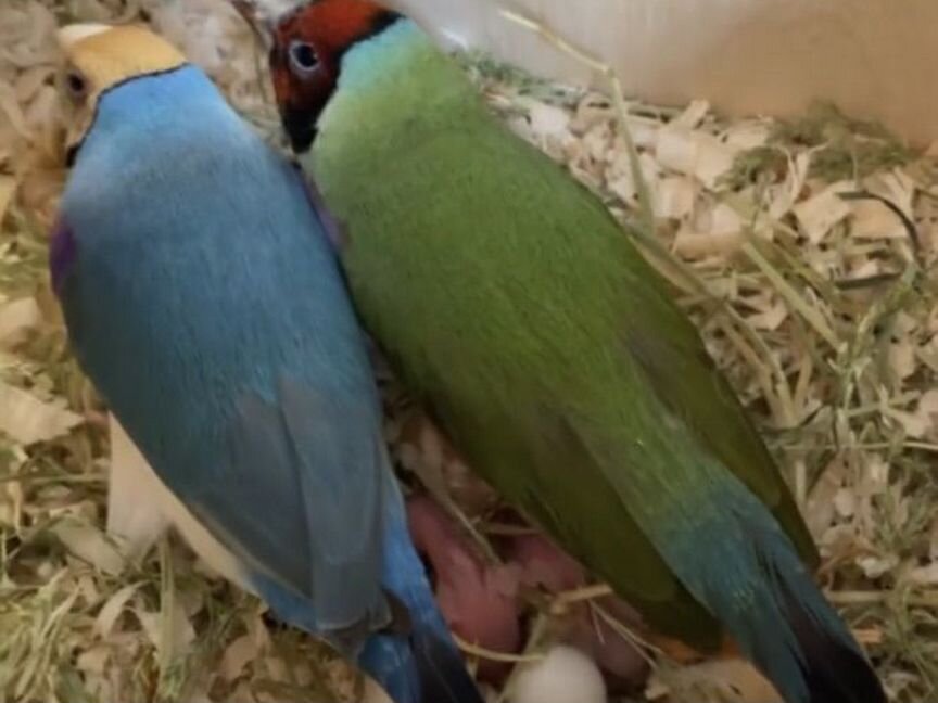 Амадина гульда пара