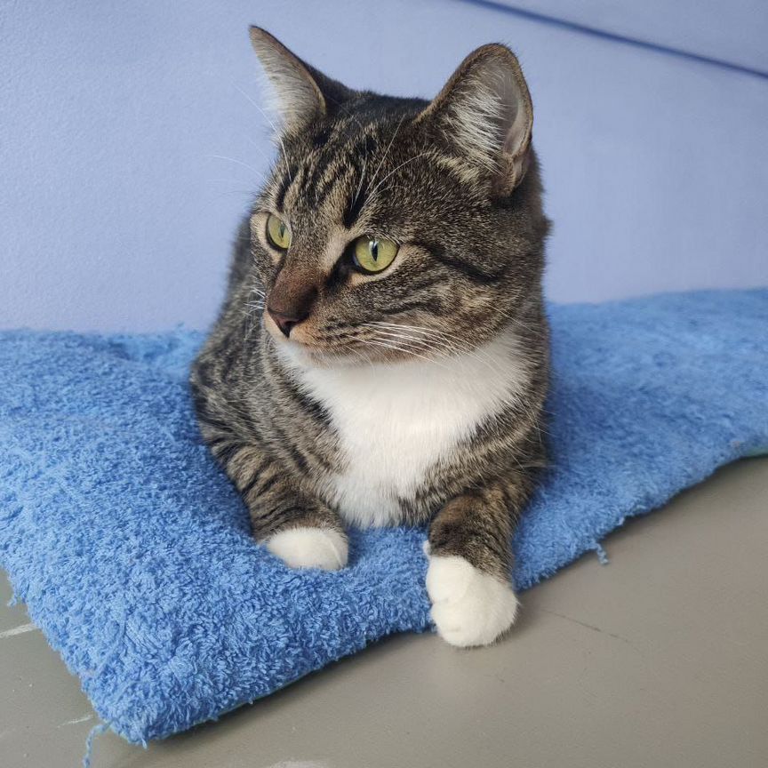 Котик