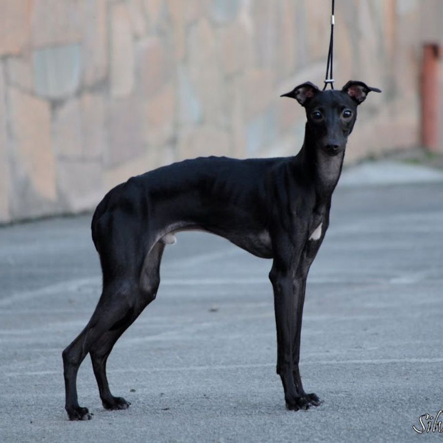 Кобель левретки потерялся