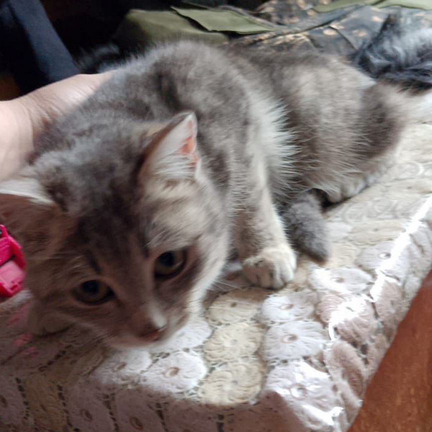 Взрослая, Девочка кошка в добрые руки