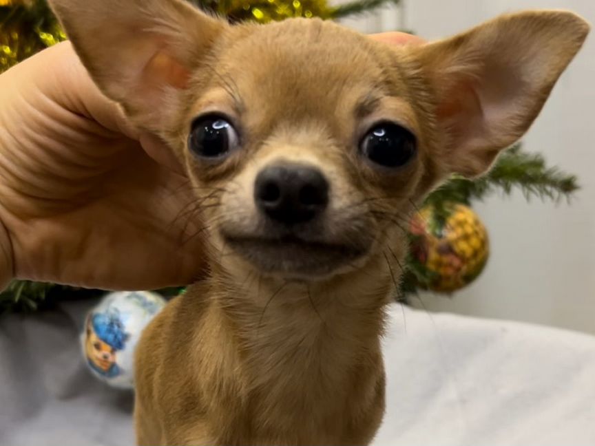 Чихуахуа Мальчик -Рыжик